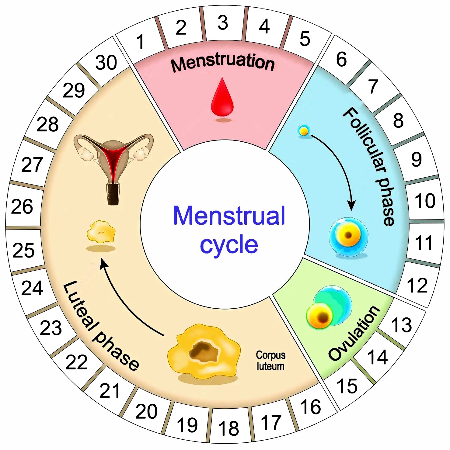 Menstrual Cycle Period Calculator Date Tools